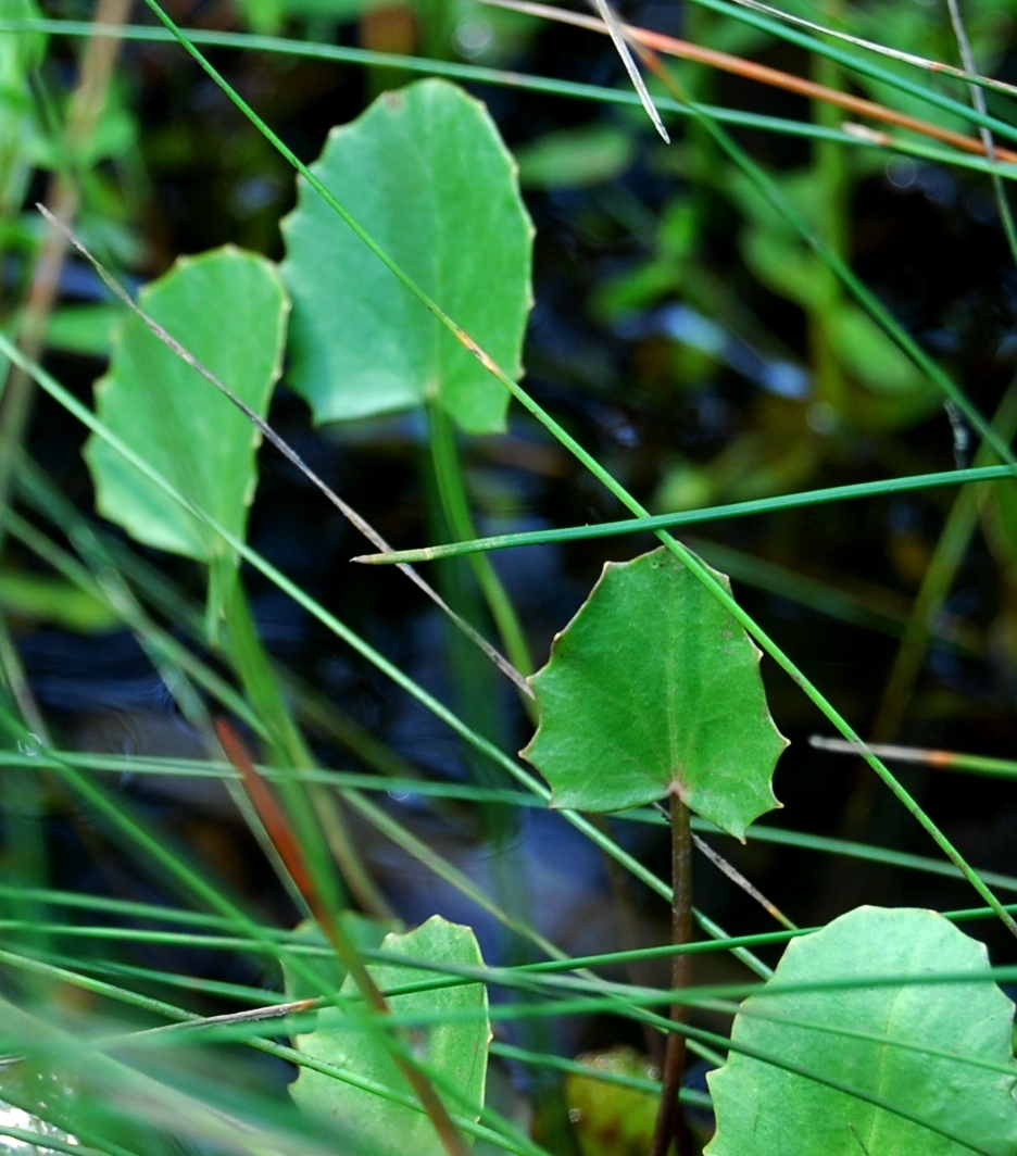 Plant gallery